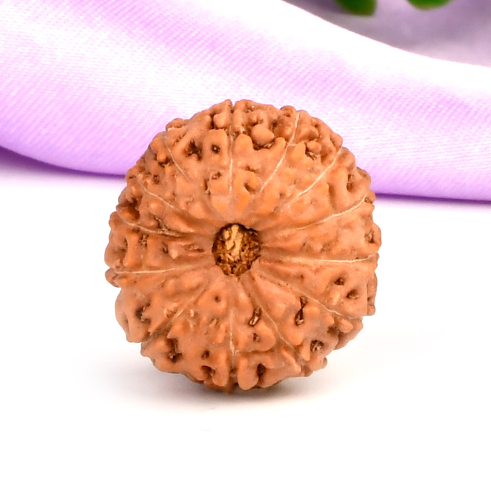 Collector 13 Mukhi from Java Indonesia - CLXX