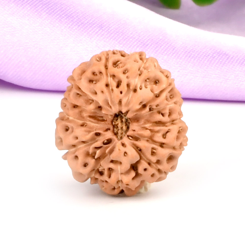 Collector 13 Mukhi from Java Indonesia - CLXXIII