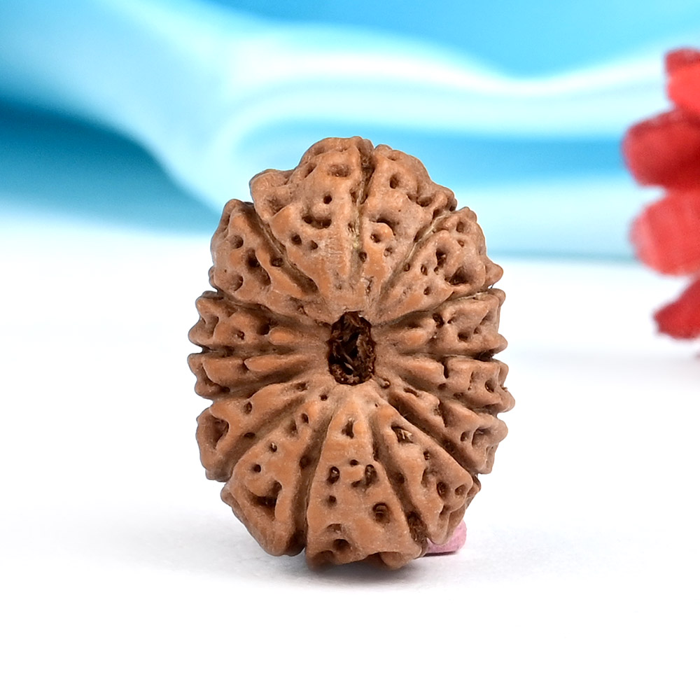 Collector 13 Mukhi from Java Indonesia - CLXXIV