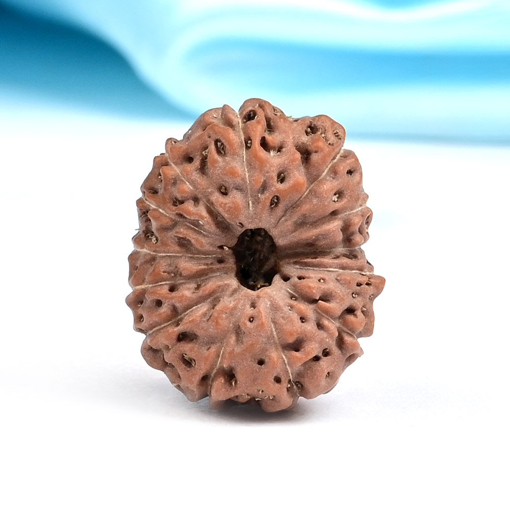 Collector 13 Mukhi from Java Indonesia - CLXXV