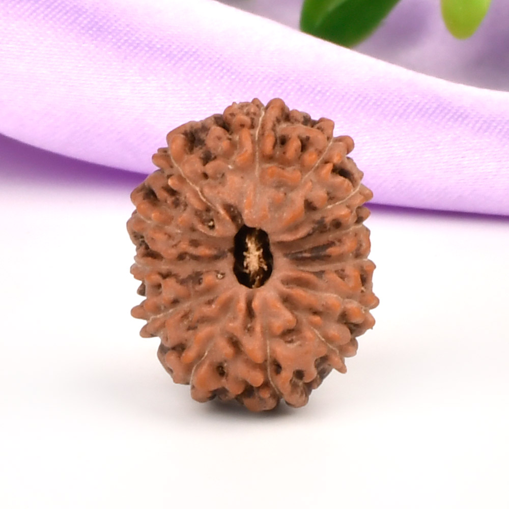 Collector 13 Mukhi from Java Indonesia - CLXXX