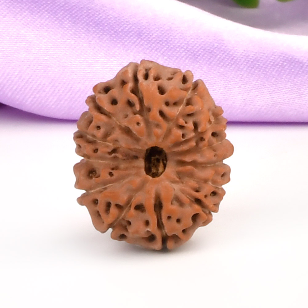 Collector 13 Mukhi from Java Indonesia - CLXXXVII