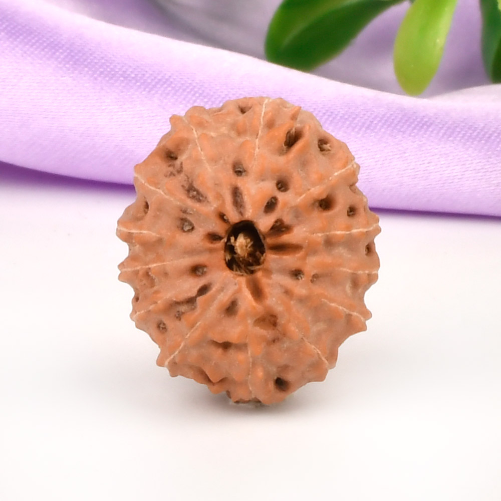 Collector 13 Mukhi from Java Indonesia - CXC