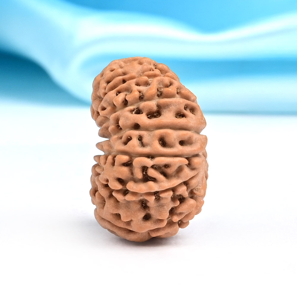 Collector 13 Mukhi from Java Indonesia - CXCII