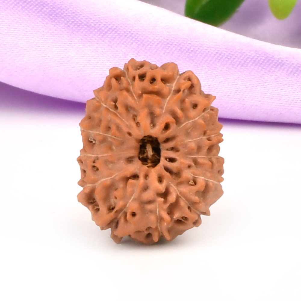 Collector 13 Mukhi from Java Indonesia - CXCIV