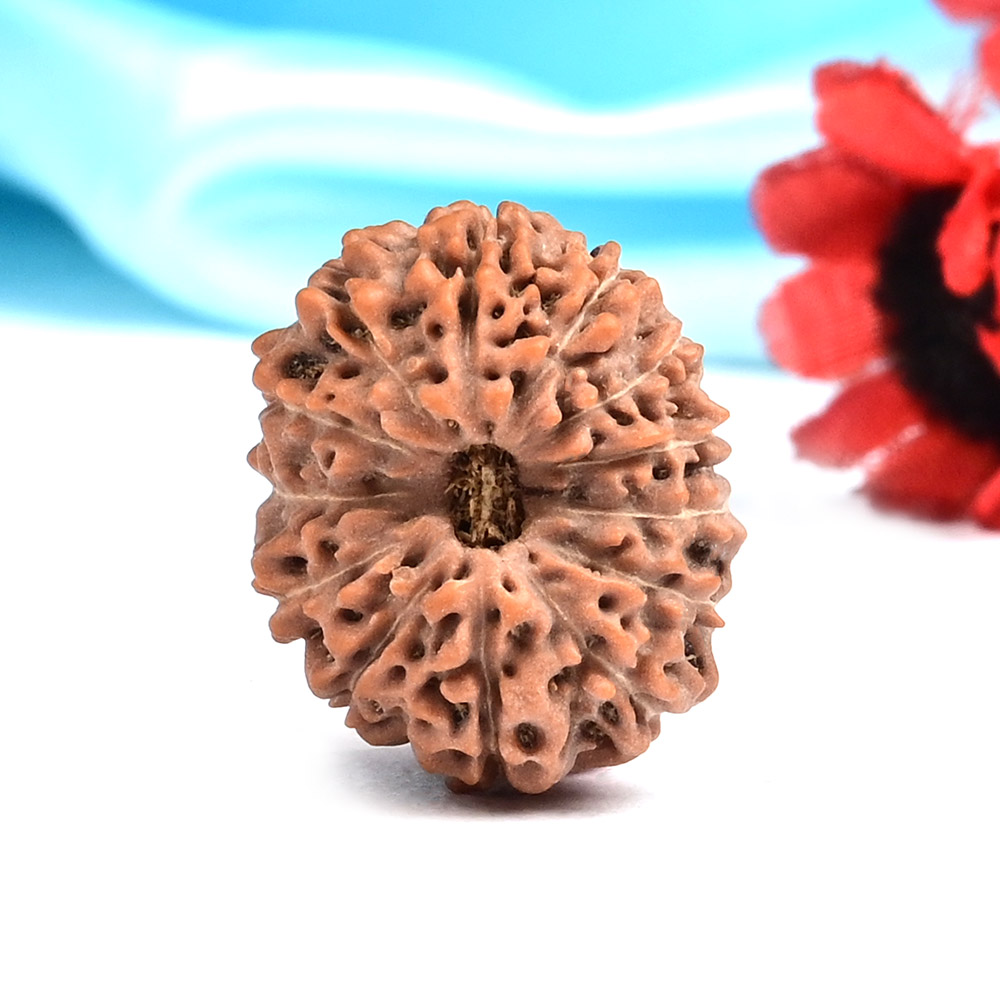 Collector 13 Mukhi from Java Indonesia - CXCVI