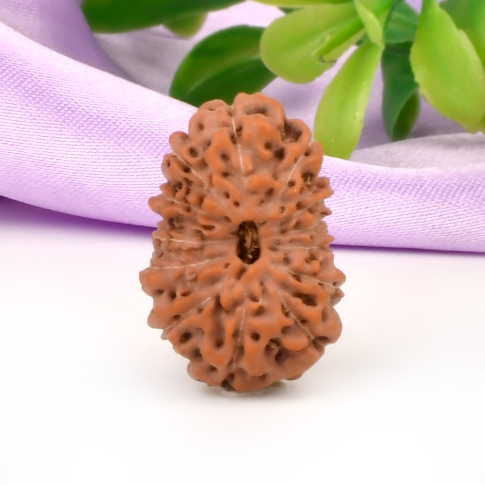 Super Collector 13 Mukhi from Java Indonesia - V