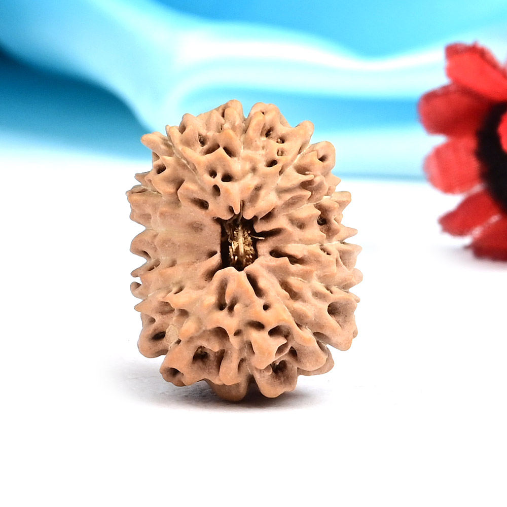 Super Collector 13 Mukhi from Java Indonesia - IV