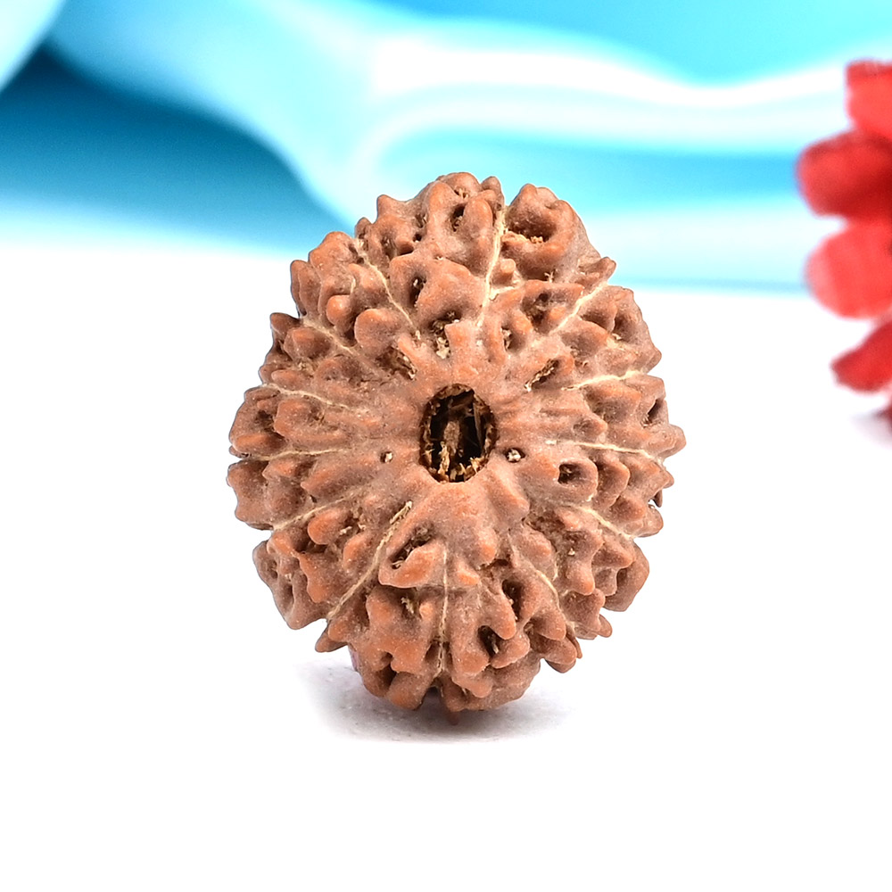 Super Collector 13 Mukhi from Java Indonesia - III