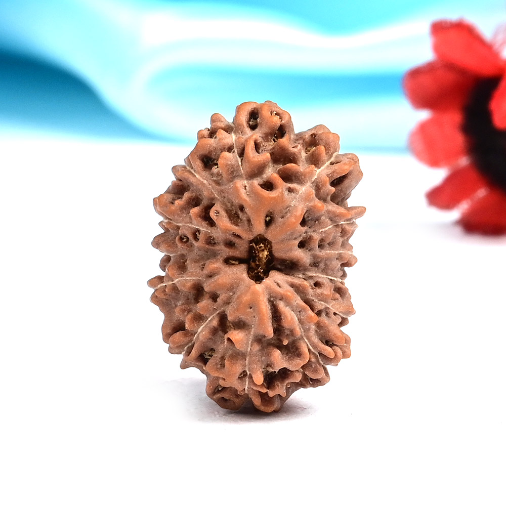 Super Collector 13 Mukhi from Java Indonesia - II