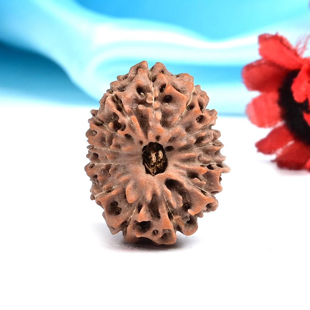 Super Collector 13 Mukhi from Java Indonesia - I