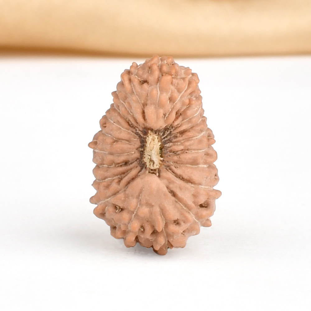 Collector 21 mukhi from Java Indonesia - LXVI