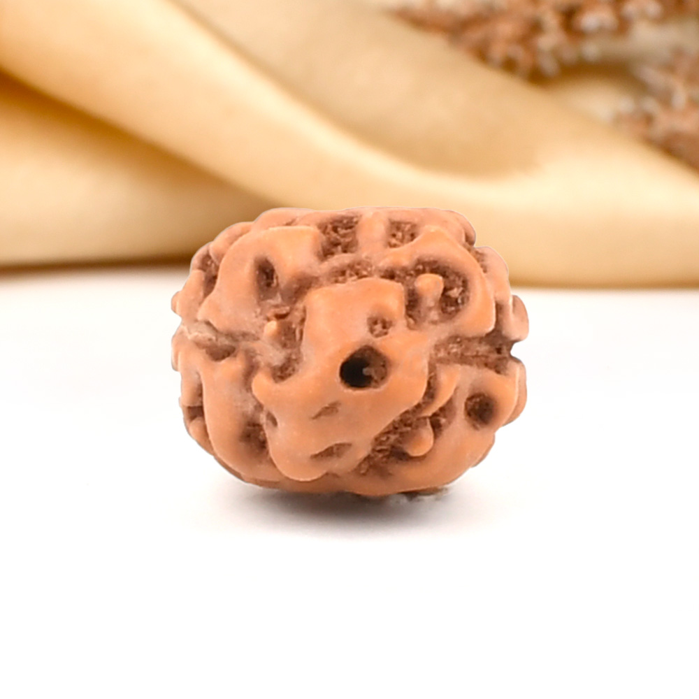 Collector 2 Mukhi from Java Indonesia - CLXXVII