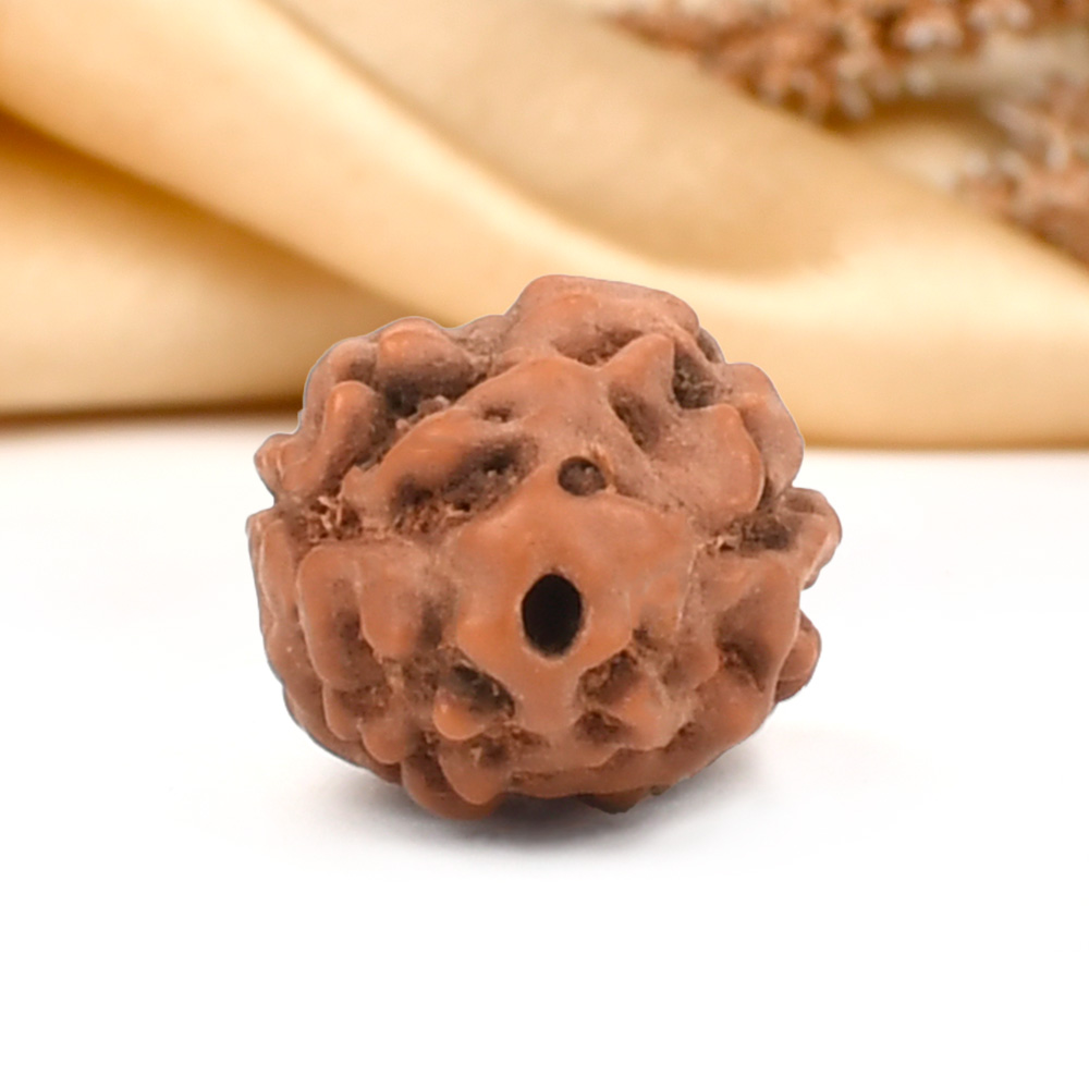 Collector 2 Mukhi from Java Indonesia - CLXXVIII