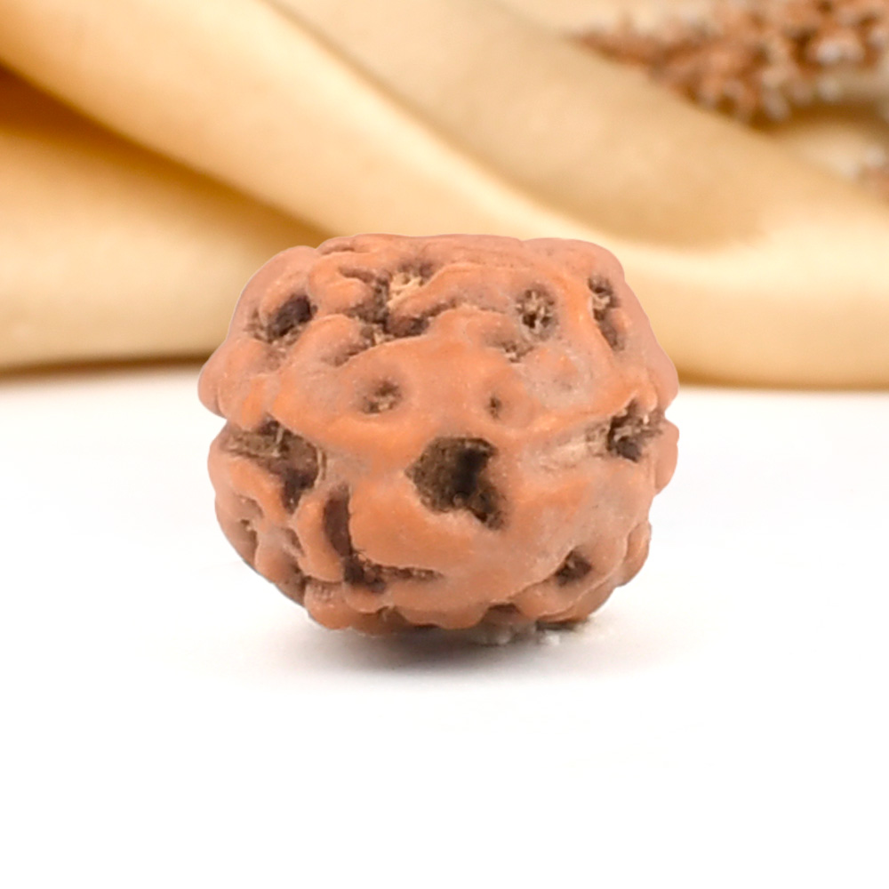 Collector 2 Mukhi from Java Indonesia - CLXXIX