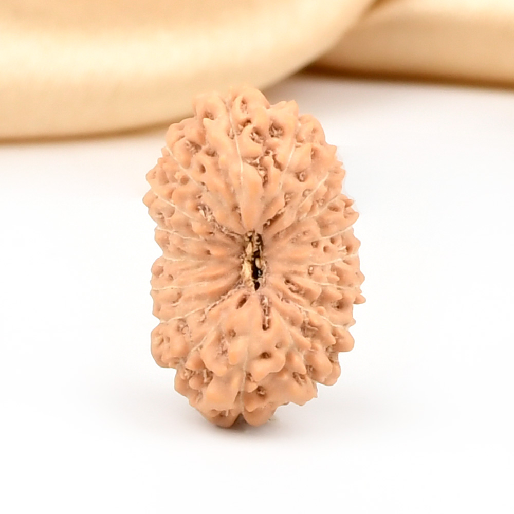 Collector 17 Mukhi From Java Indonesia - CVI