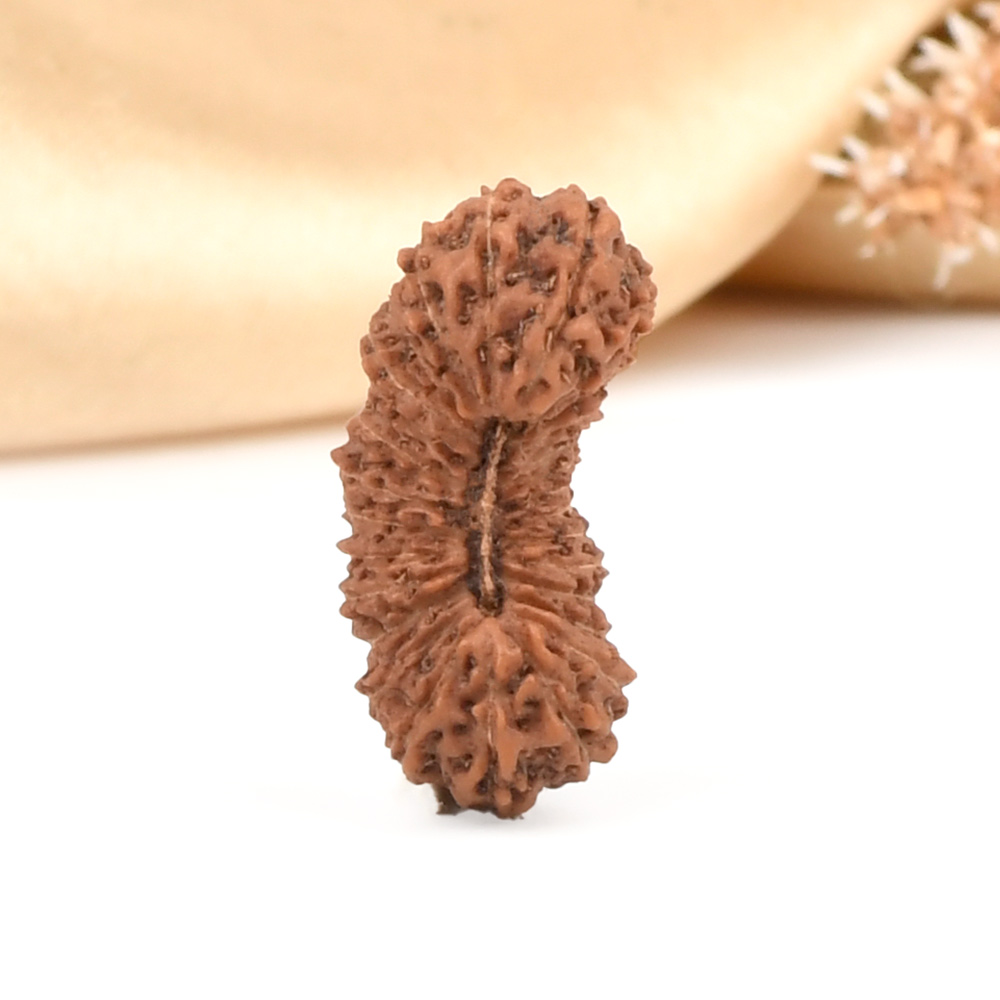 Collector 29 Mukhi from Java Indonesia