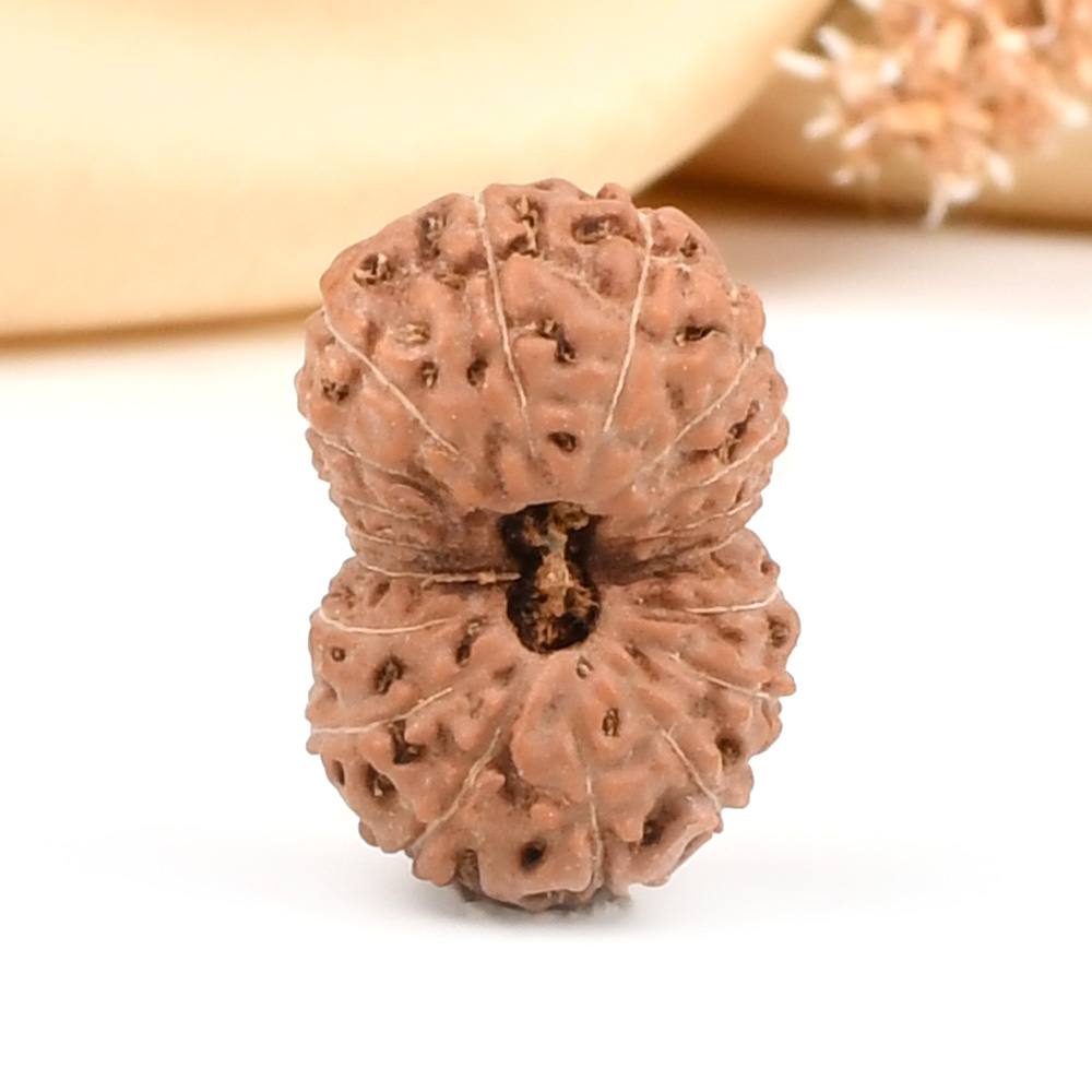 Collector 18 Mukhi from Java Indonesia - CI