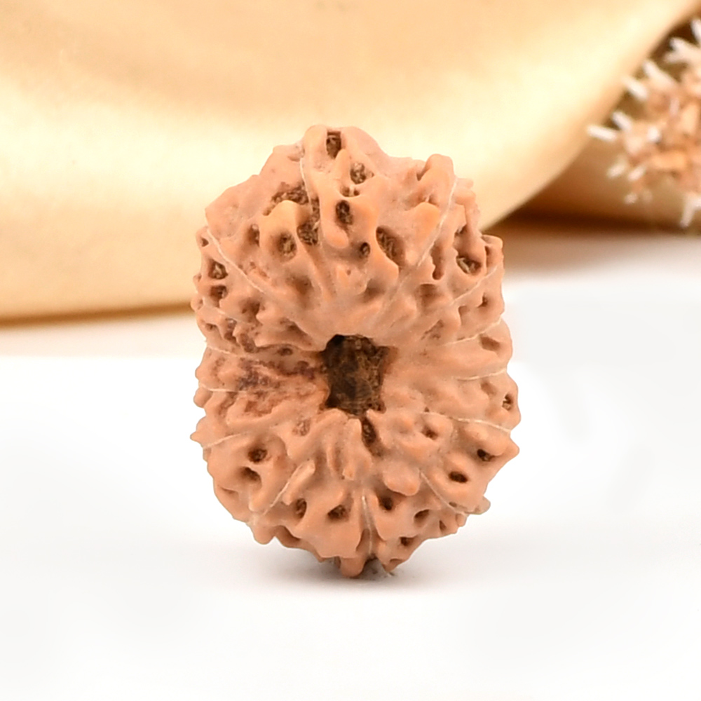 Collector 14 Mukhi from Java Indonesia - CV