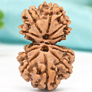 Buy Original Nepali Gauri Shankar Rudraksha at Best Price - Rudra Centre