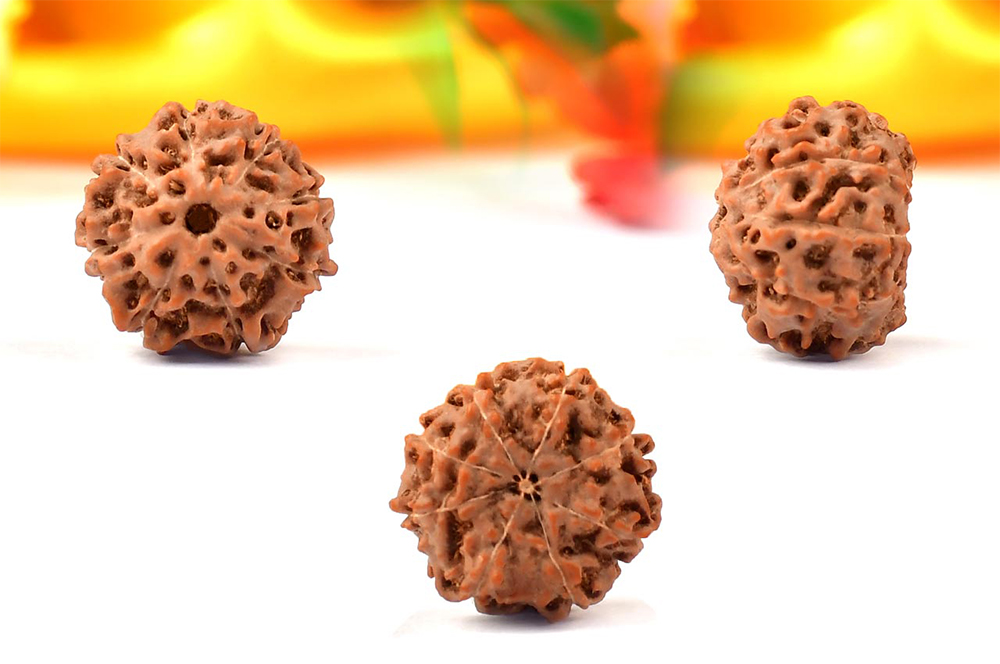 Buy 8 mukhi Rudraksha java beads from India