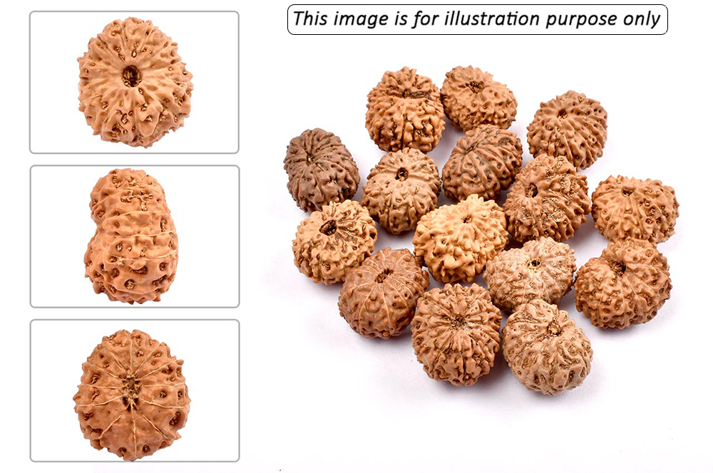 Buy Twelve Mukhi Java Rudraksha Beads, 12 Mukhi Rudraksha Beads from ...