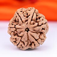 Buy Original 6 Mukhi (Six Face) Rudraksha at Best Price - Rudra Centre