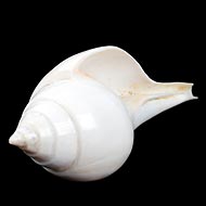 Vamavarti Left Hand Shankh (Long Tail)
