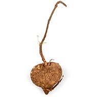 Shop Akash Garuda Root Online @ Cheapest Price - Rudra Centre