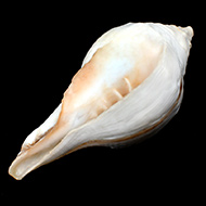 Order Beautiful Shankha in Silver Coating Online @ Best Cost - Rudra ...