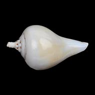 Buy Original Small & Big Shankh (Conch) Online at Best Price - Rudra Centre