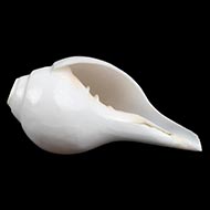 Order Beautiful Shankha in Silver Coating Online @ Best Cost - Rudra ...
