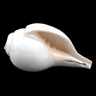 Order Beautiful Shankha in Silver Coating Online @ Best Cost - Rudra ...