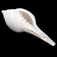 Buy Original Small & Big Shankh (Conch) Online at Best Price - Rudra Centre