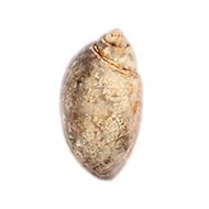 Heera Shankh with Hakeek Rosary (XLIX)