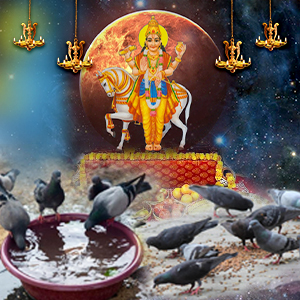 Feed Pigeons for Blessings of Planet Venus (Shukra Graha)