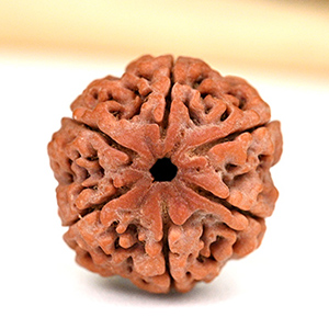 Buy Original 6 Mukhi (Six Face) Rudraksha at Best Price - Rudra Centre