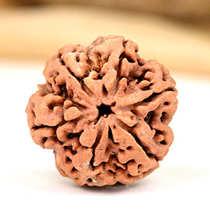Buy Original 6 Mukhi (Six Face) Rudraksha at Best Price - Rudra Centre