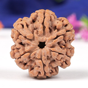 Buy Original 6 Mukhi (Six Face) Rudraksha at Best Price - Rudra Centre
