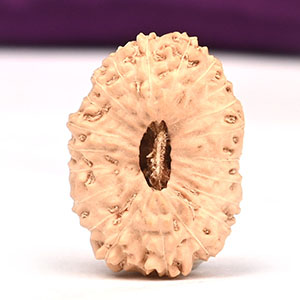 Collector 21 mukhi from Java Indonesia - LIX