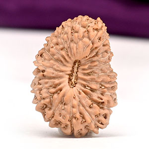 Collector 21 mukhi from Java Indonesia - LX