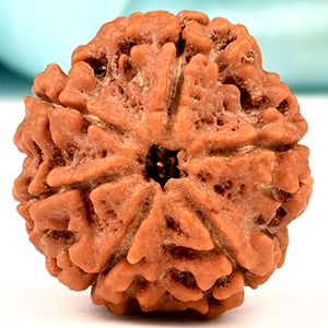 Buy Original 6 Mukhi (Six Face) Rudraksha at Best Price