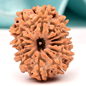 Buy Original 13 Mukhi (Thirteen Face) Rudraksha at Best Price