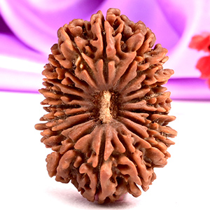 About Rudraksha Tree( Elaeocarpus Ganitrus) : History, Benefits, Types ...