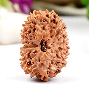 Collector Sixteen Mukhi from Java Indonesia