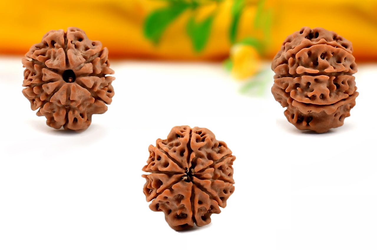 Buy eight mukhi from Nepal small with best price - Rudraksha Ratna ...
