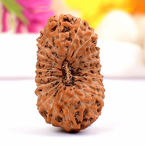 21 mukhi rudraksha indonesian | Twenty One mukhi rudraksha indonesian ...