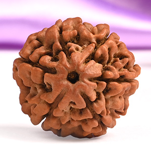 Buy Original 6 Mukhi (Six Face) Rudraksha at Best Price