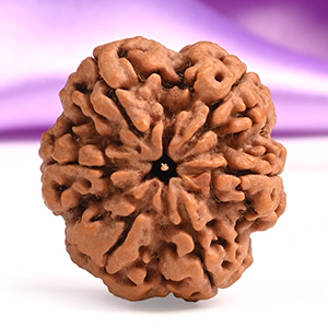 Buy Original 6 Mukhi (Six Face) Rudraksha at Best Price