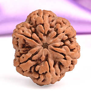 Buy Original 6 Mukhi (Six Face) Rudraksha at Best Price